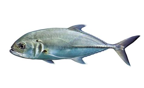 Pescado De Plata De Pata De Pata De Pata De Pata De Pata De Pino Foto