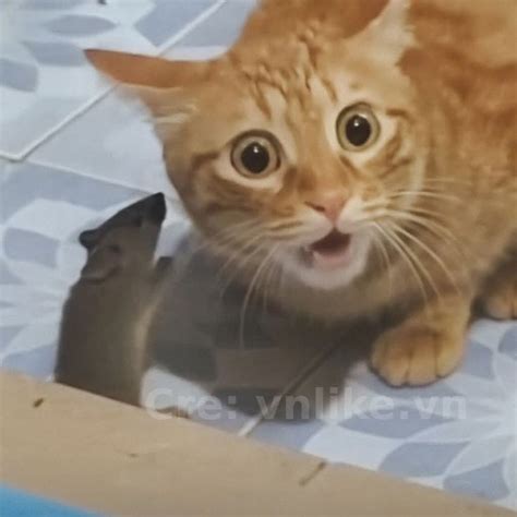Ghim Của Ngăn Ọk Trên Meme ~mêm Mèo Hài Hước Động Vật Hài Hước Động Vật