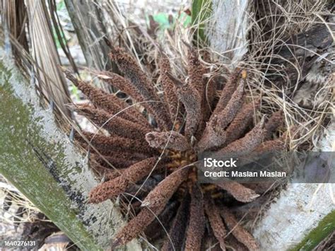 Test Palm Flowers Object Detection Model By Palm Flower Detection