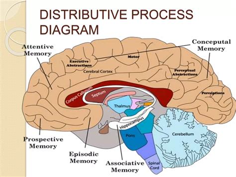The Human Memory Pptx The Human Memory Pptx