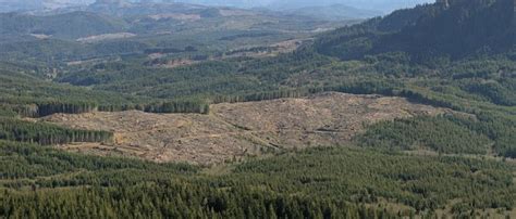 How Does Habitat Fragmentation Affect Biodiversity Earthorg