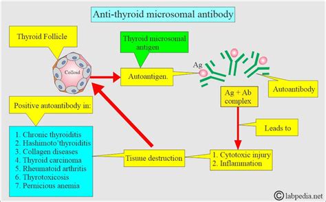 Anti Thyroid Antibodies