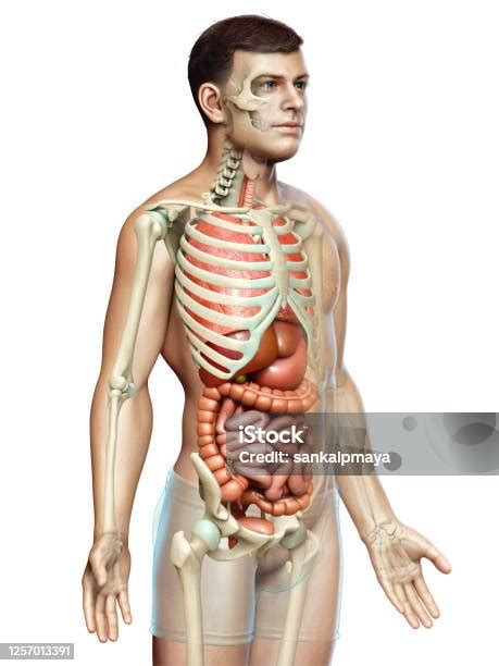 3d 남성 내부 장기 및 골격 시스템의 의학적으로 정확한 그림을 렌더링n 3차원 형태에 대한 스톡 사진 및 기타 이미지 3차원 형태 건강관리와 의술 과학 Istock
