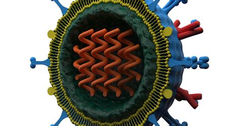 anatomy of an influenza a virus autodesk community gallery