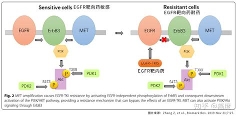 Egfr靶向药耐药后怎么办？为您奉上包含第四代靶向药的几项临床试验 知乎