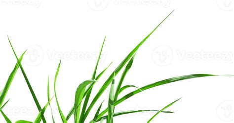 Natural Green Grass Isolated Element 30816524 Png