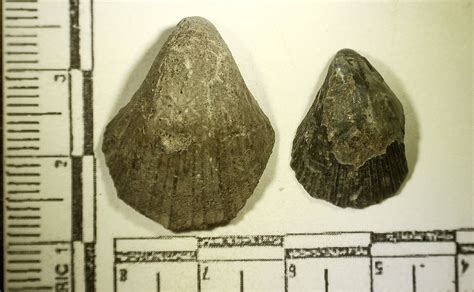 Lima Reticulata Bivalve Member Collections The Fossil Forum