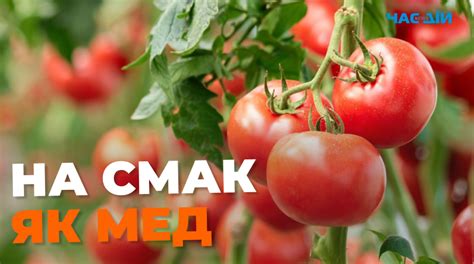 Вирощуємо солодкі помідори секрет досвідчених дачників Читайте на Ukr Net