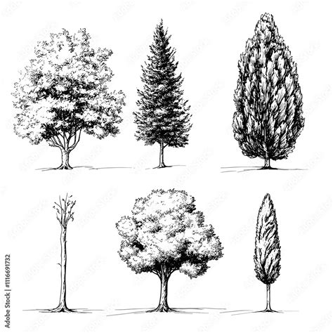 Architectural Drawings Minimal Style Cad Tree Line Drawing Side View