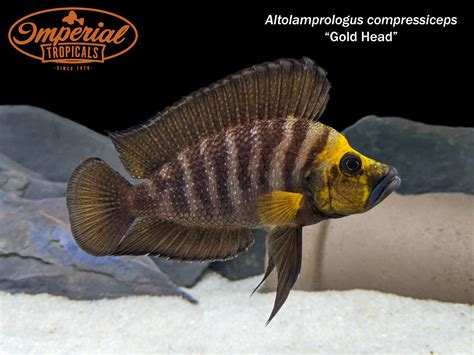 Compressiceps Cichlid Compressiceps Cichlid