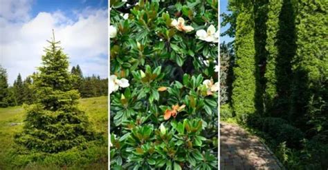 Evergreen Trees For USDA Zone Yards Landscapes