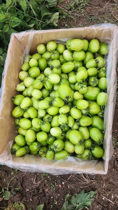 НАШИТЕ ДОМАТИ Youtube