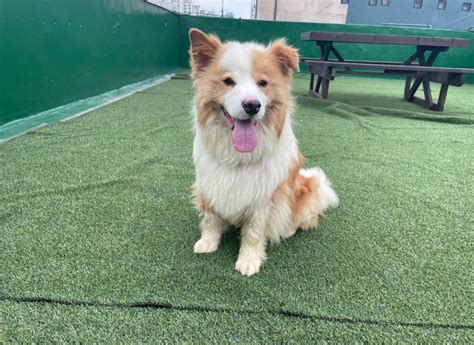 믹스견샌디 강아지무료분양 강아지무료분양 아이퍼피위탁보호센터