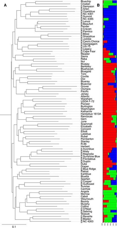 neighbor joining clustering results aligned with the structure analysis
