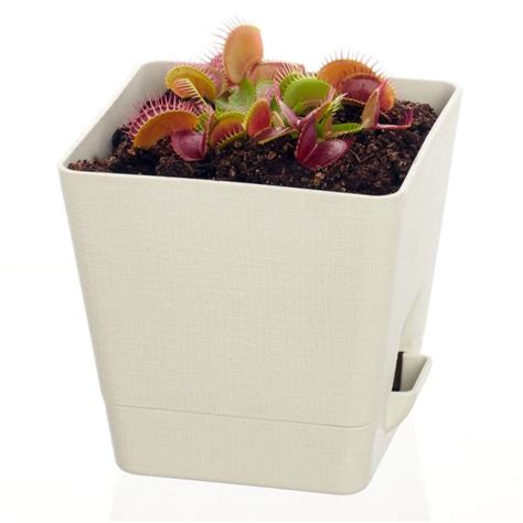 Купить Венерину Мухоловку из лучших питомников Дании