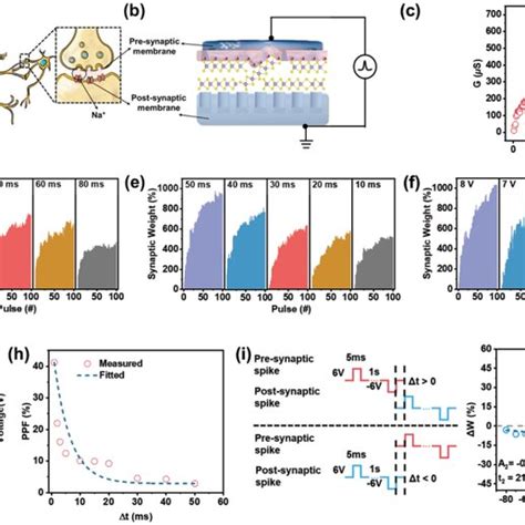 Synaptic Plasticity Simulation A Schematic Diagram Of The Biological
