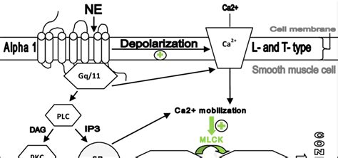 A Diagram Illustrating Alpha 1 Adrenoceptor Activation Resulting In Download Scientific Diagram
