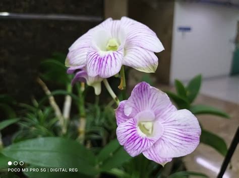 Poco M Pro G Review Affordable G Smartphone Digital Reg Since Tech Review