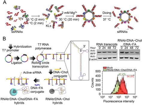 Rna Nanotechnology For Sirna Delivery A Rna Nanorings Functionalized