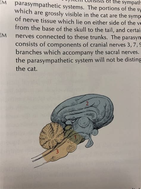 The 3 Divisions Of The Brain And How They Function Brain System