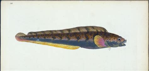 Viviparous Blenny Blennius Viviparous Nypl Digital Collections