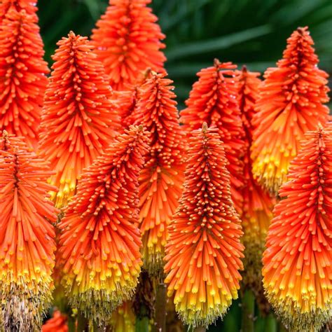 Tall Orange And Yellow Flower