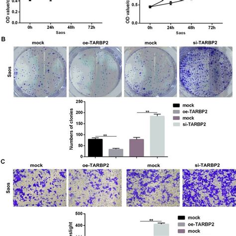 Let 7f 5p Suppressed Proliferation And Invasion Of Saos Cells In Vitro Download Scientific
