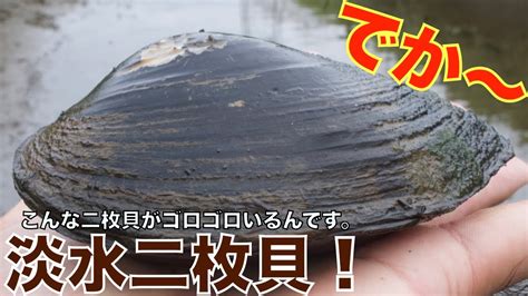 【ガサガサ】二枚貝がゴロゴロする環境には、多くの魚種が生息していました〜。no 67 Youtube