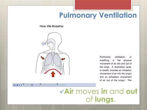 Grade 9 Respiratory System Pptx