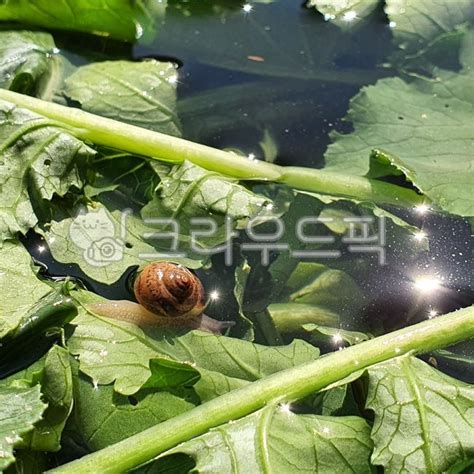 달팽이 열무 물 반사 햇빛 사진 이미지 일러스트 캘리그라피 Caracola작가