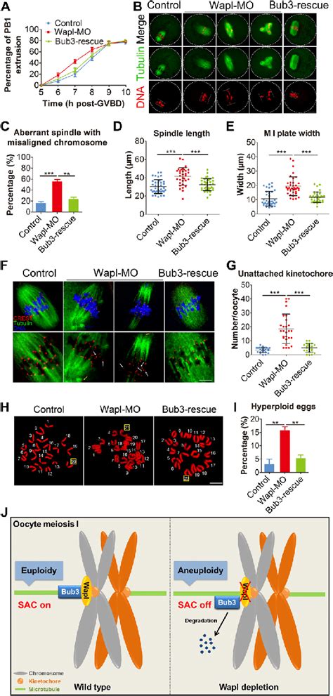 Meiotic Defects In Wapl Depleted Oocytes Could Be Restored By Download Scientific Diagram