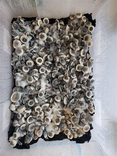 Best Canopy Ive Got So Far R Mycologyandgenetics