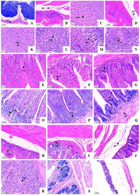 Histological Comparison Between The Plateau Zokors And The Plateau Download Scientific Diagram