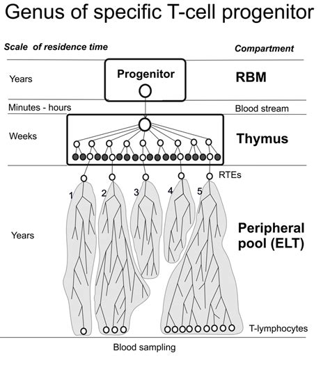 Simplified Scheme Of Single T Cell Genus Formation Used In The Current