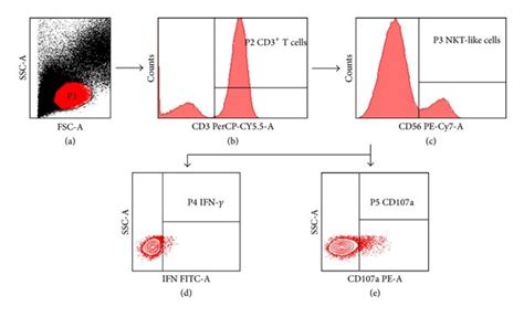 Gating Strategy P1 Gate Is Lymphocytes A P2 Gate Is Cd3⁺ Download Scientific Diagram