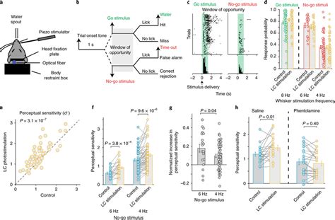 photostimulation of lc improved behavioral performance in tactile