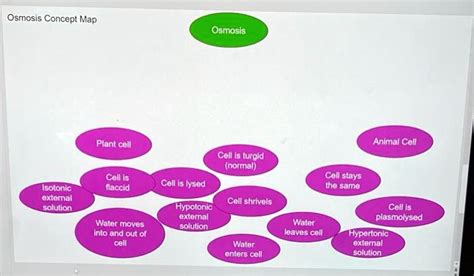 Please Help Please Fill Out The Concept Map By Moving The Purple