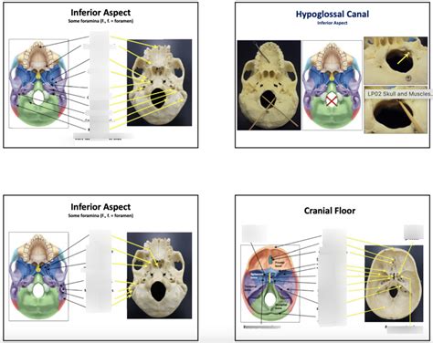Anatomy Lab 2 Diagram Quizlet