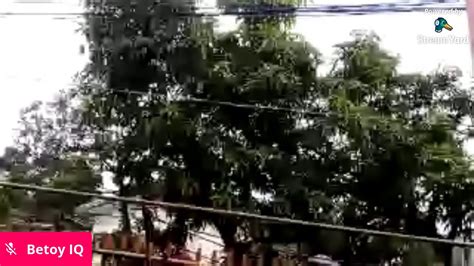 Bagyong Rolly Youtube