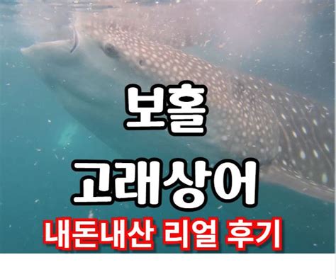 보홀 고래상어 투어 내돈내산 찐후기2아이와 함께