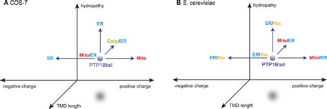 Tail Anchor Targeting Is Largely Dictated By Three Different Factors
