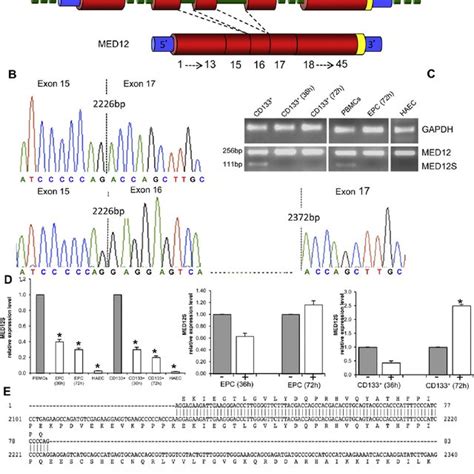 Identi Fi Cation And Analysis Of Med19as Transcript A Schematic