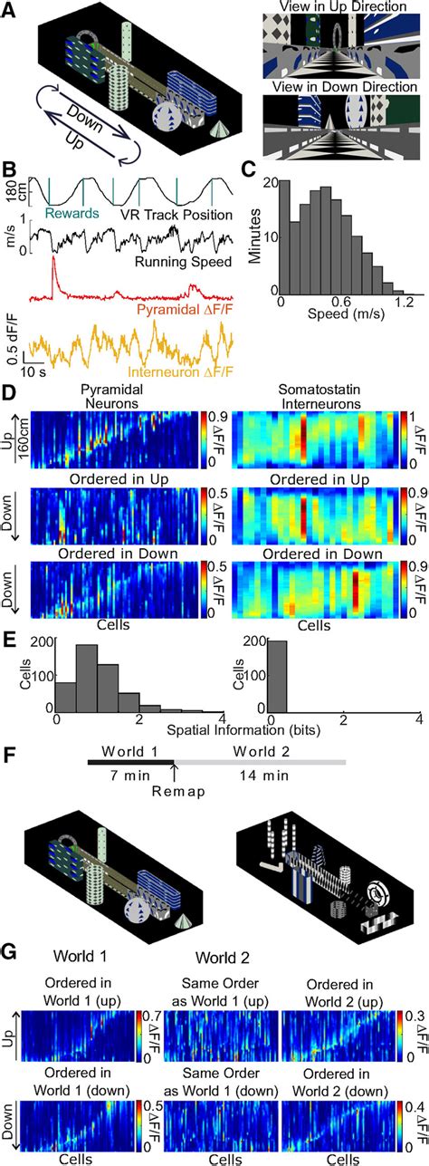 spatial activity of neurons and remapping in vr a overview of vr