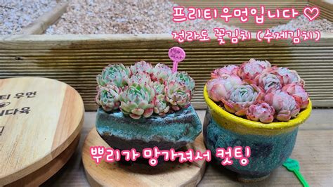 24330하월야금이 어디 22년에 식재해 두었는데 뿌리고사가 있어 다시 분갈이해요 Youtube