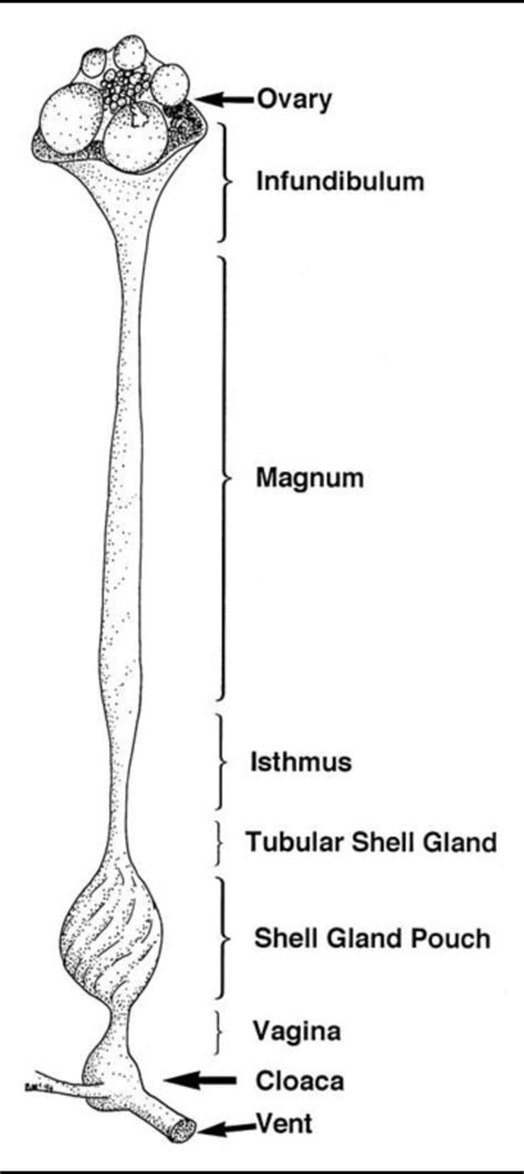Comparing Reproductive Systems Jonathans Classroom