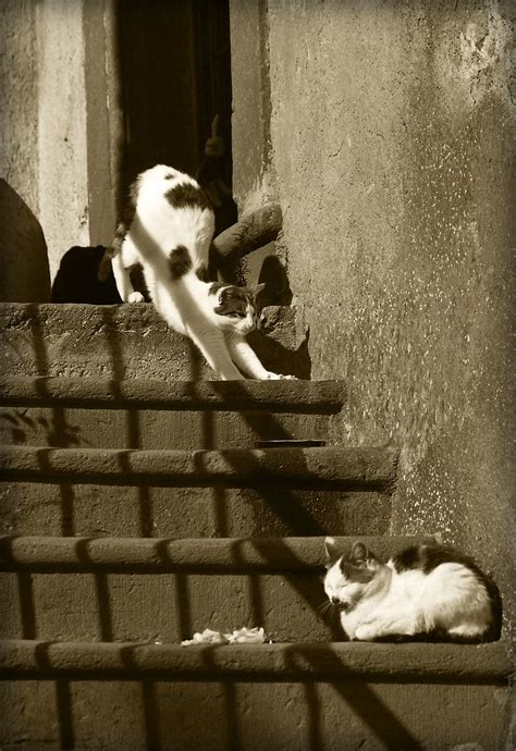 gattoni photos on Flickr | Flickr