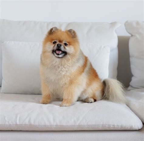 강아지상 Vs 고양이상 여자연예인 사진모음 네이버 블로그