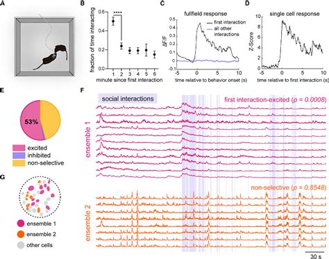 Figure 1 From Single Cell Activity And Network Properties Of Dorsal Raphe Nucleus Serotonin