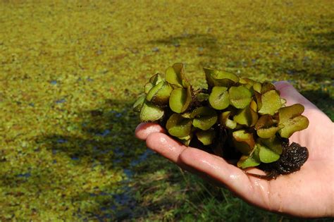 To Anglers And Boaters Delight Giant Salvinia Is Gone From Two Texas