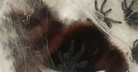 Code Spiders Code Spiders Added A New Photo